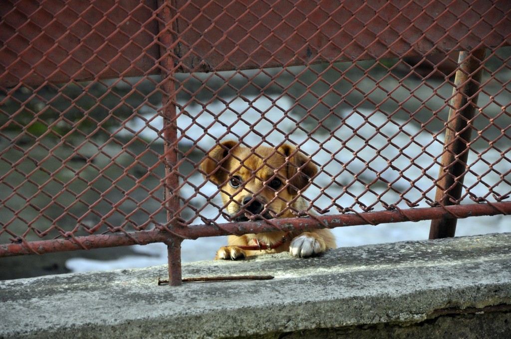 Atenţie, câine simpatic! - Revista Bulevard